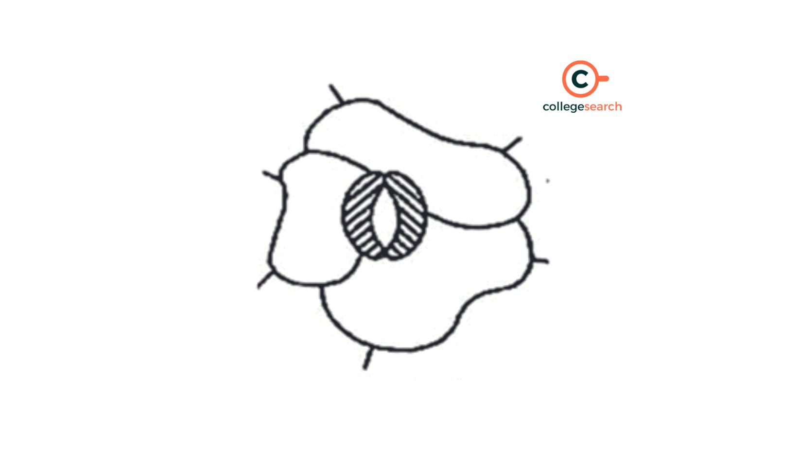 Comprehensive Analysis of Stomata Structure and Function in Plants 2025