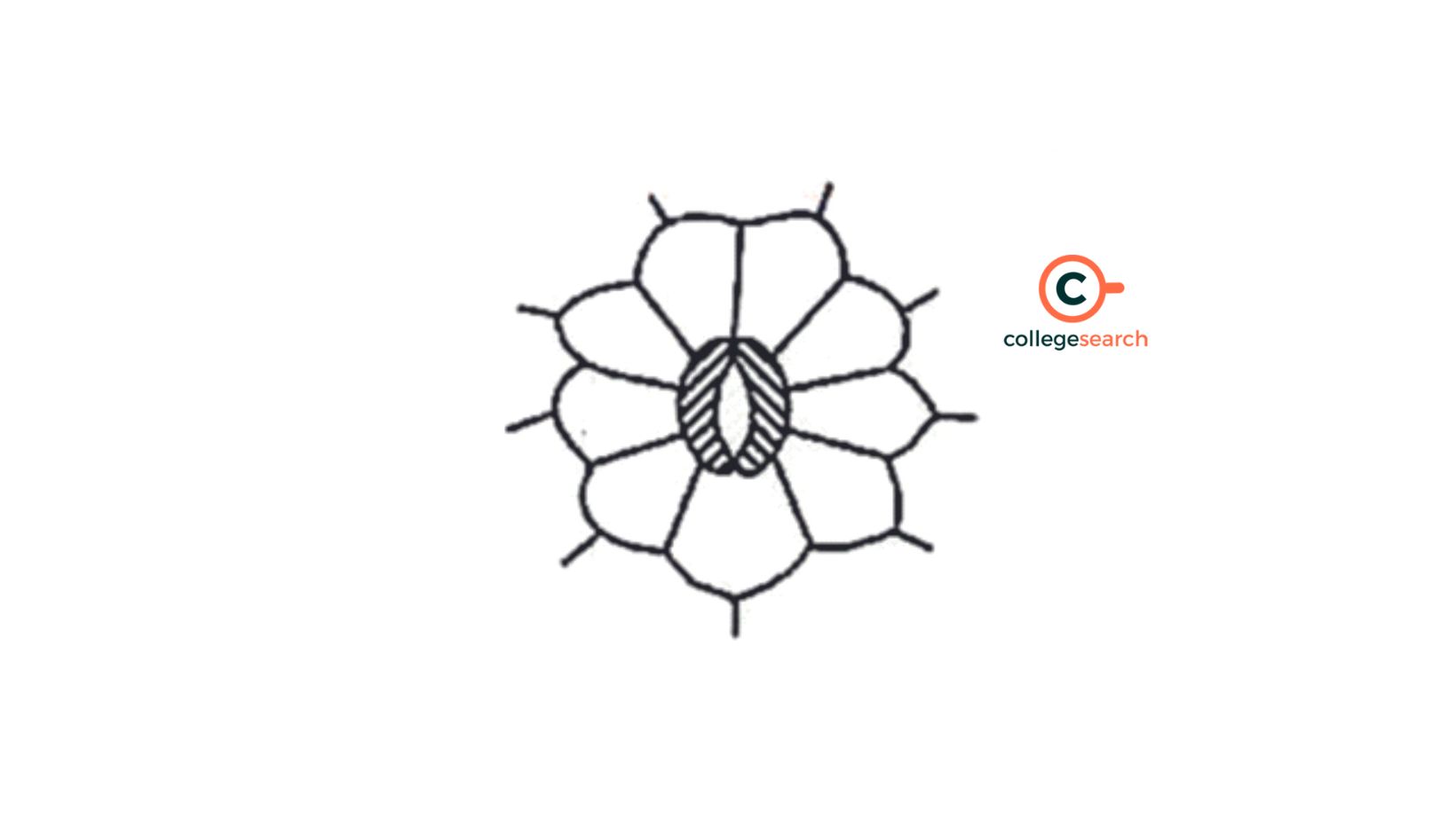 Comprehensive Analysis of Stomata Structure and Function in Plants 2025