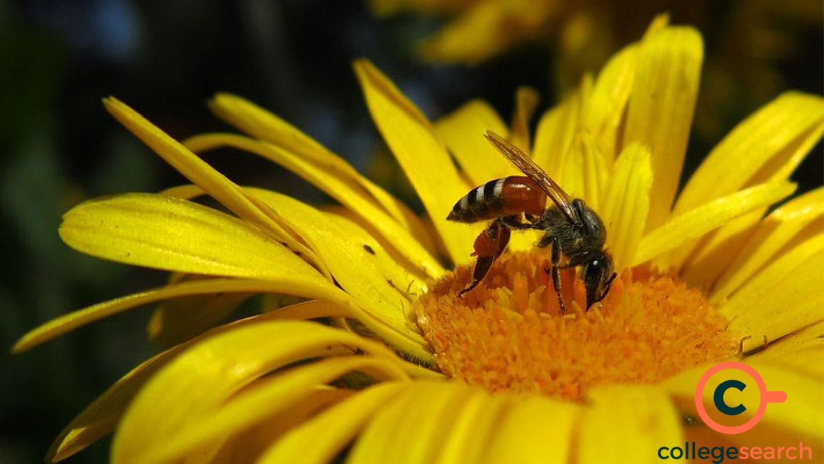 Entomophily or Insect Pollination: Definitions, Examples, History ...