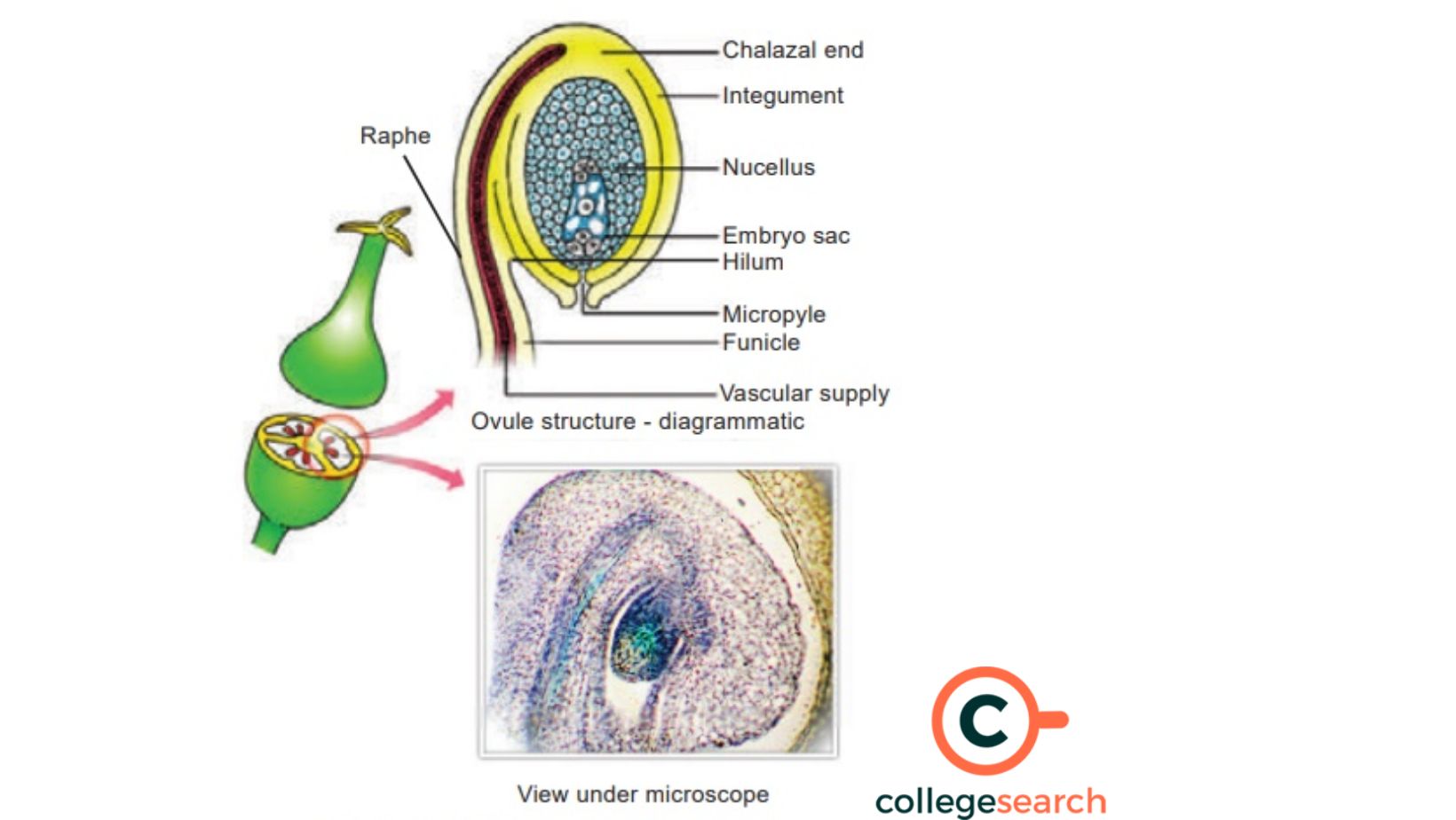 Megasporangium: Definitions, Angiosperms, Functions, Types, Structure ...