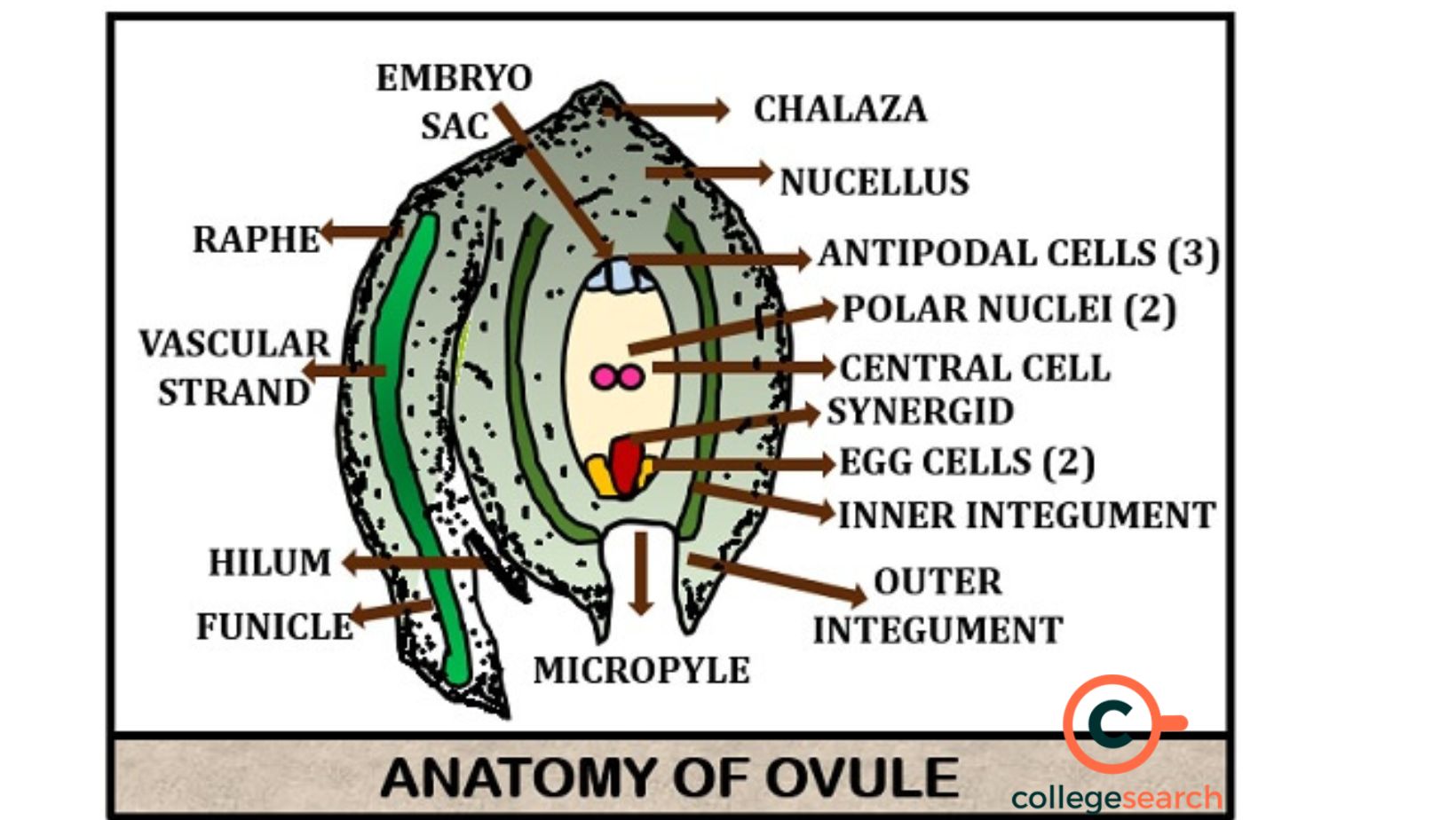 Megasporangium: Definitions, Angiosperms, Functions, Types, Structure ...
