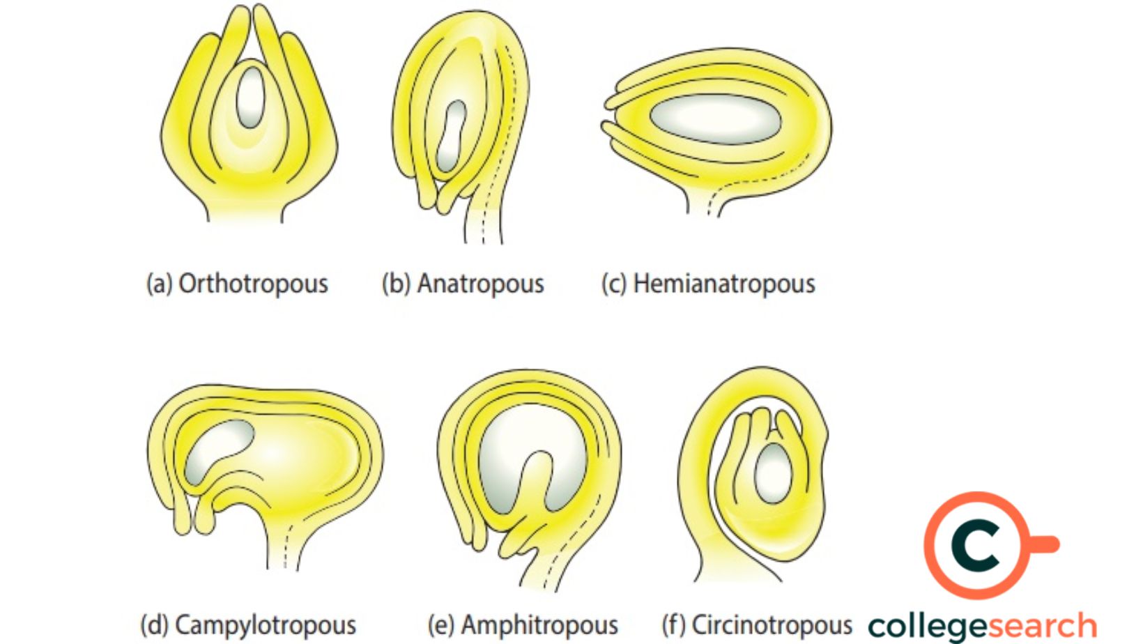 Megasporangium: Definitions, Angiosperms, Functions, Types, Structure ...