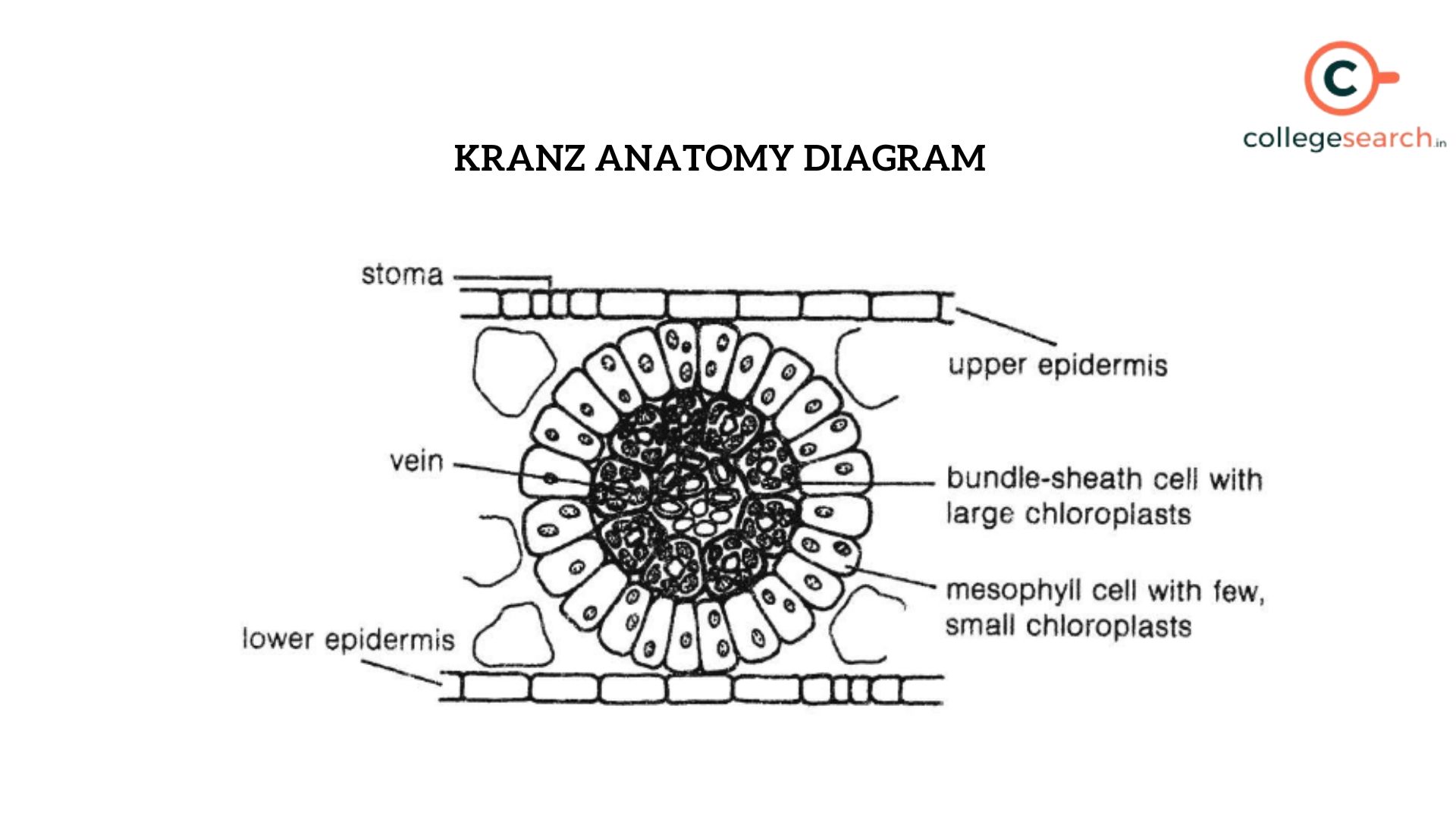 Kranz Anatomy Definition Primary Functions Diagram Stages