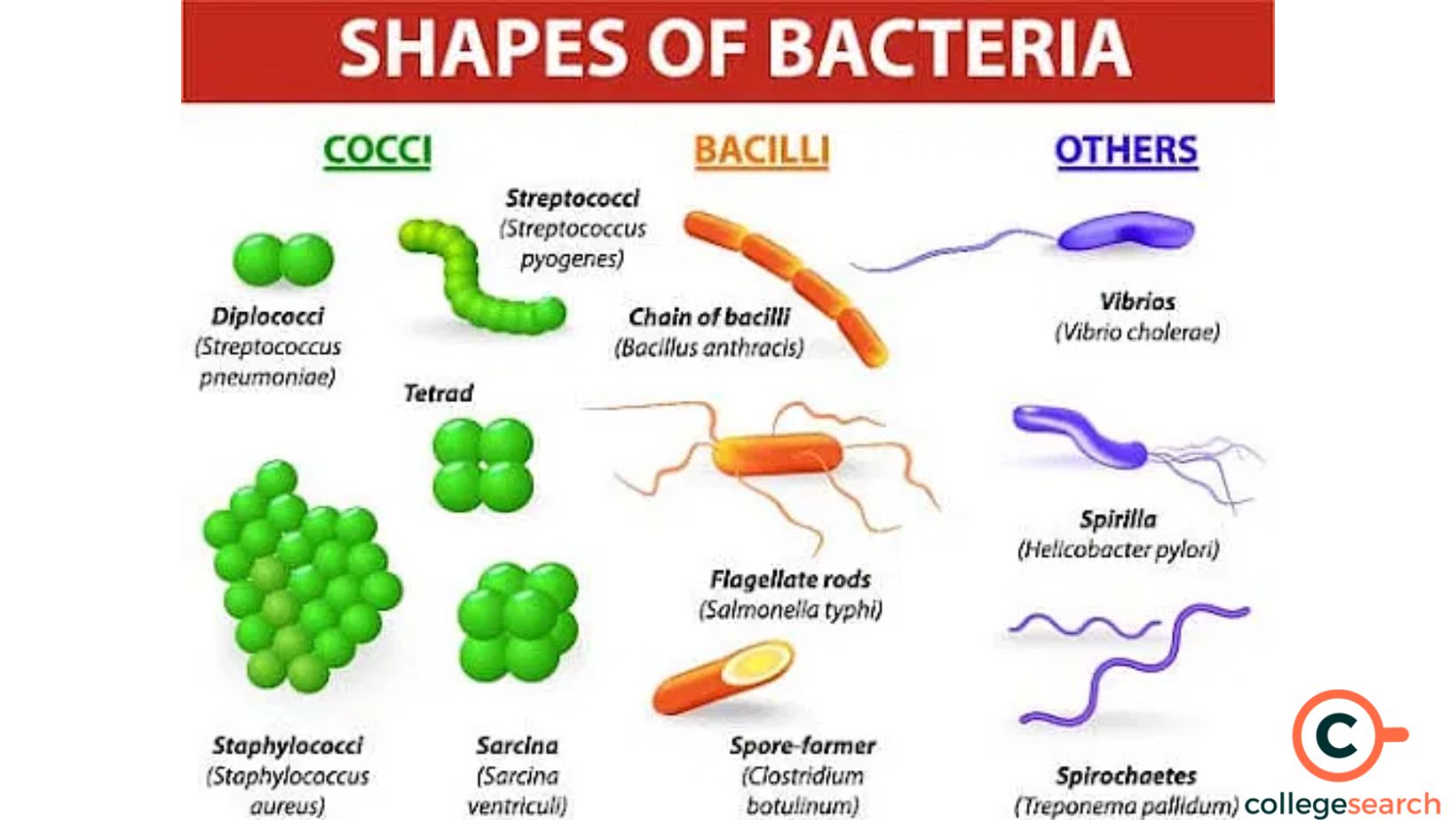 Eubacteria: Definitions, Examples, Scientific Classifications ...