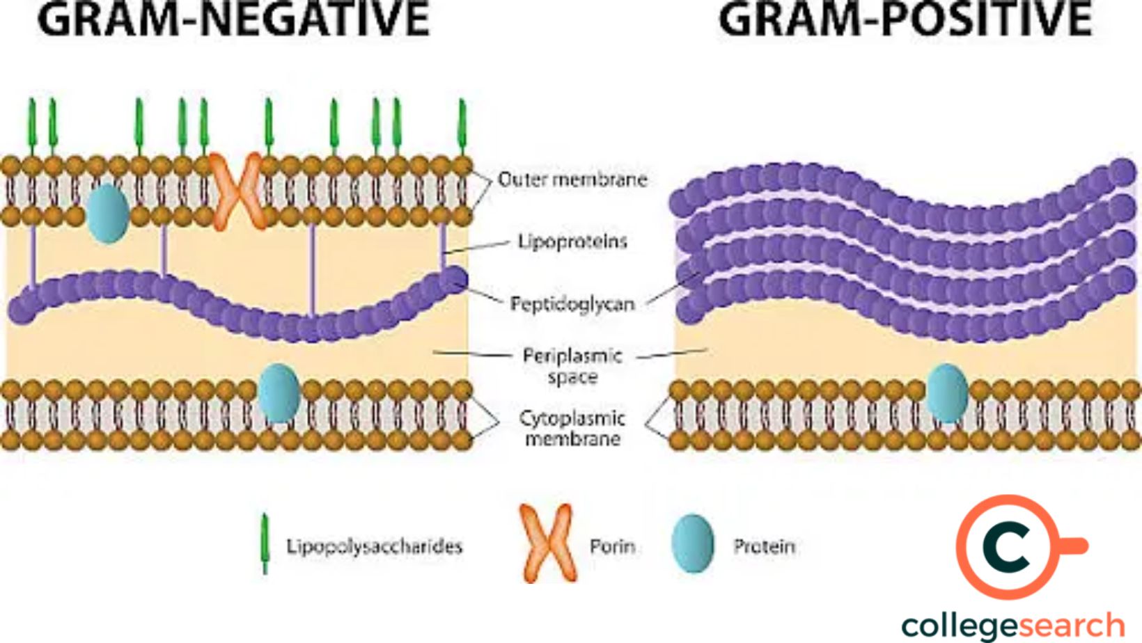 Eubacteria: Definitions, Examples, Scientific Classifications ...