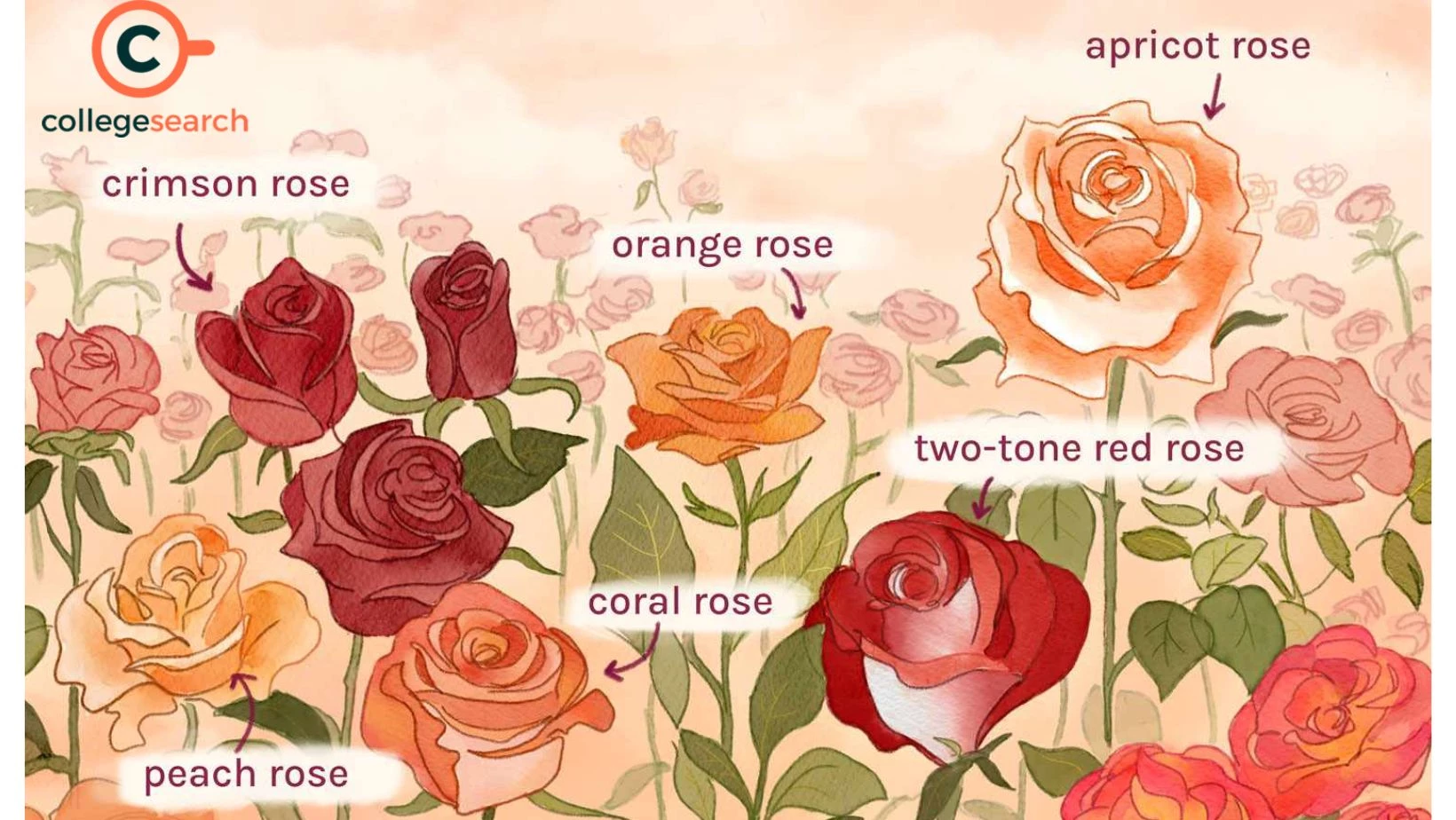 Scientific Name of Rose: Rosa Genus and Its Species
