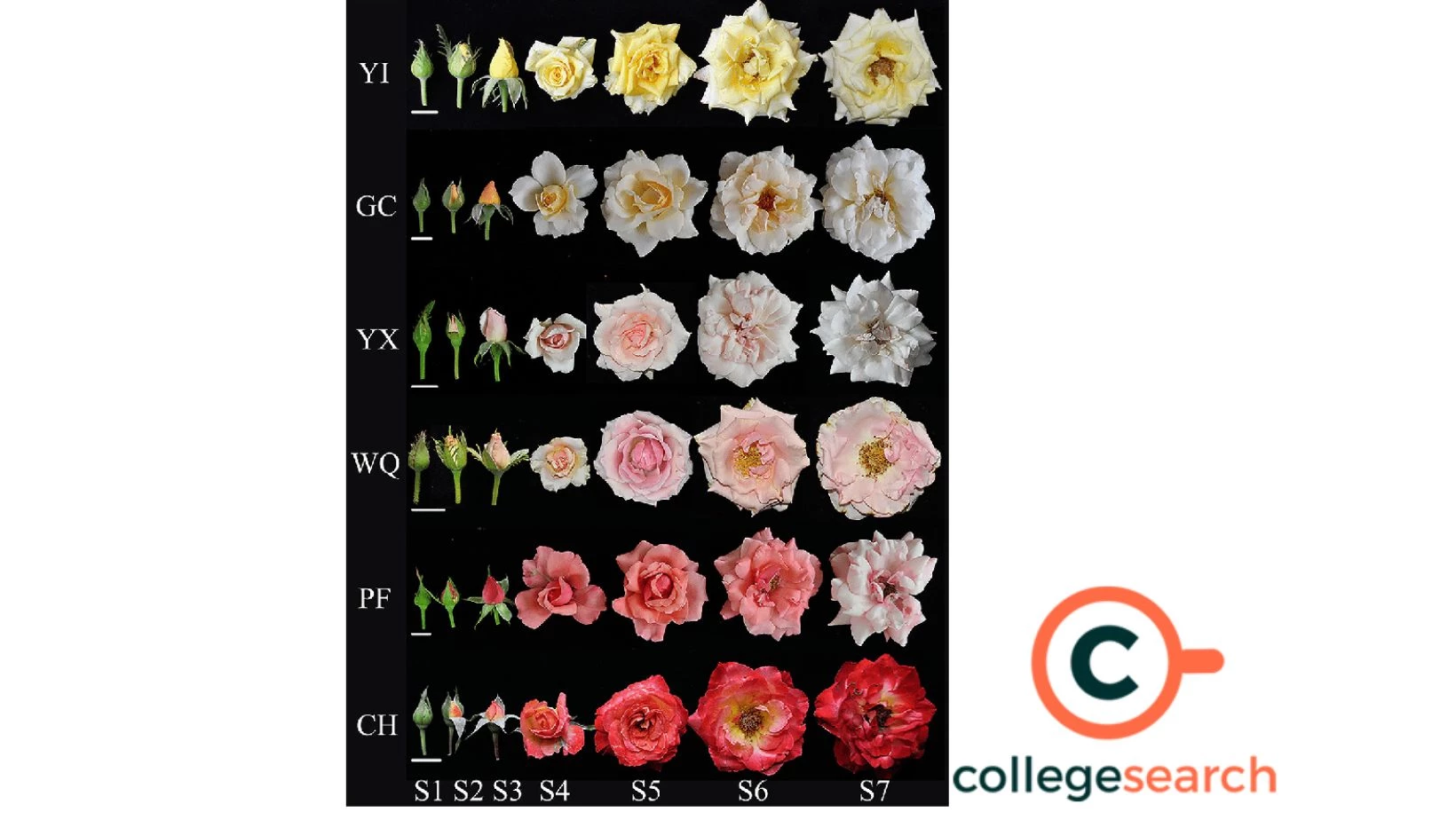 Scientific Name of Rose: Rosa Genus and Its Species