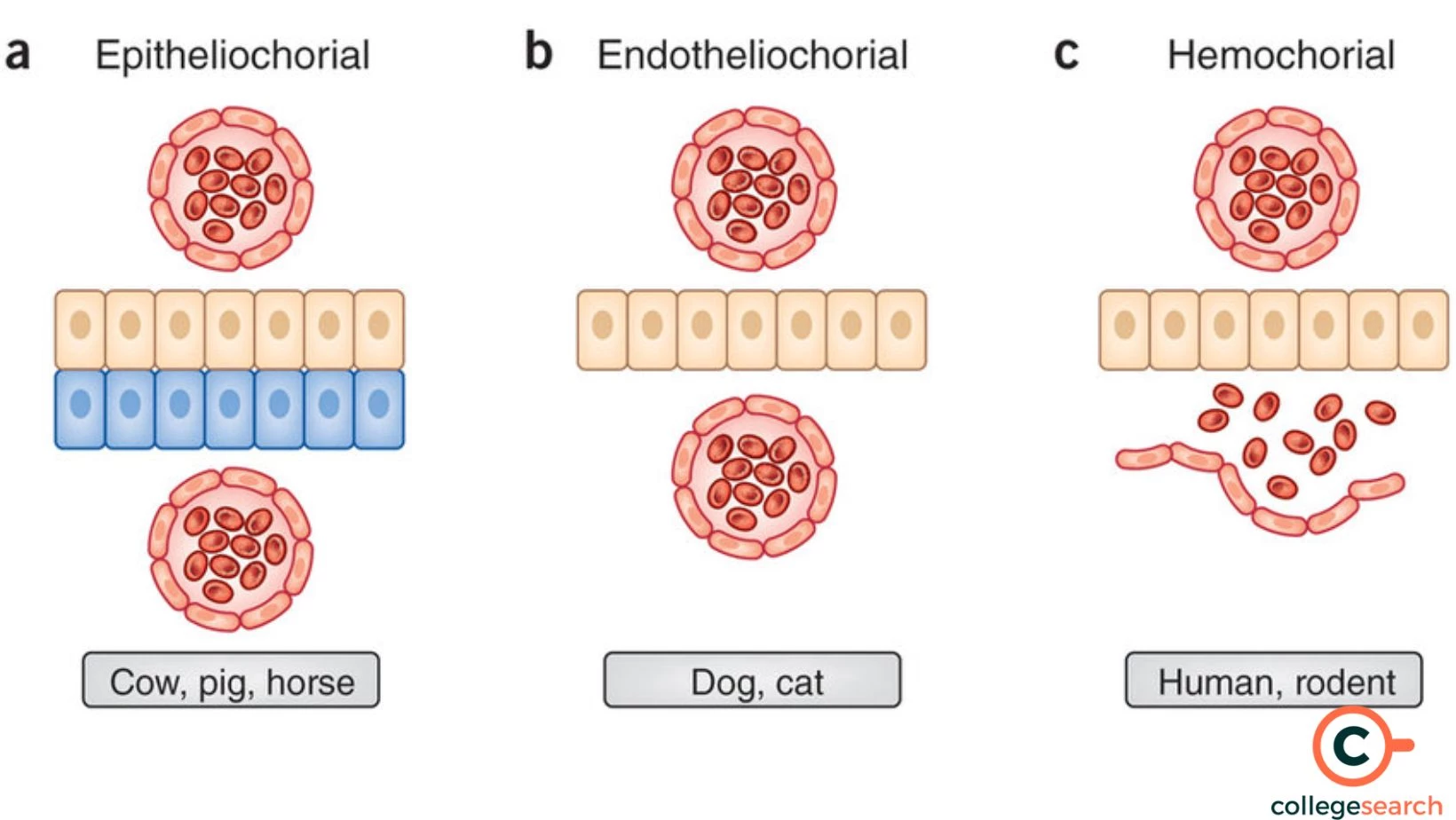 Comprehensive Types of Placenta: Definitions, Functions & Histology 2025