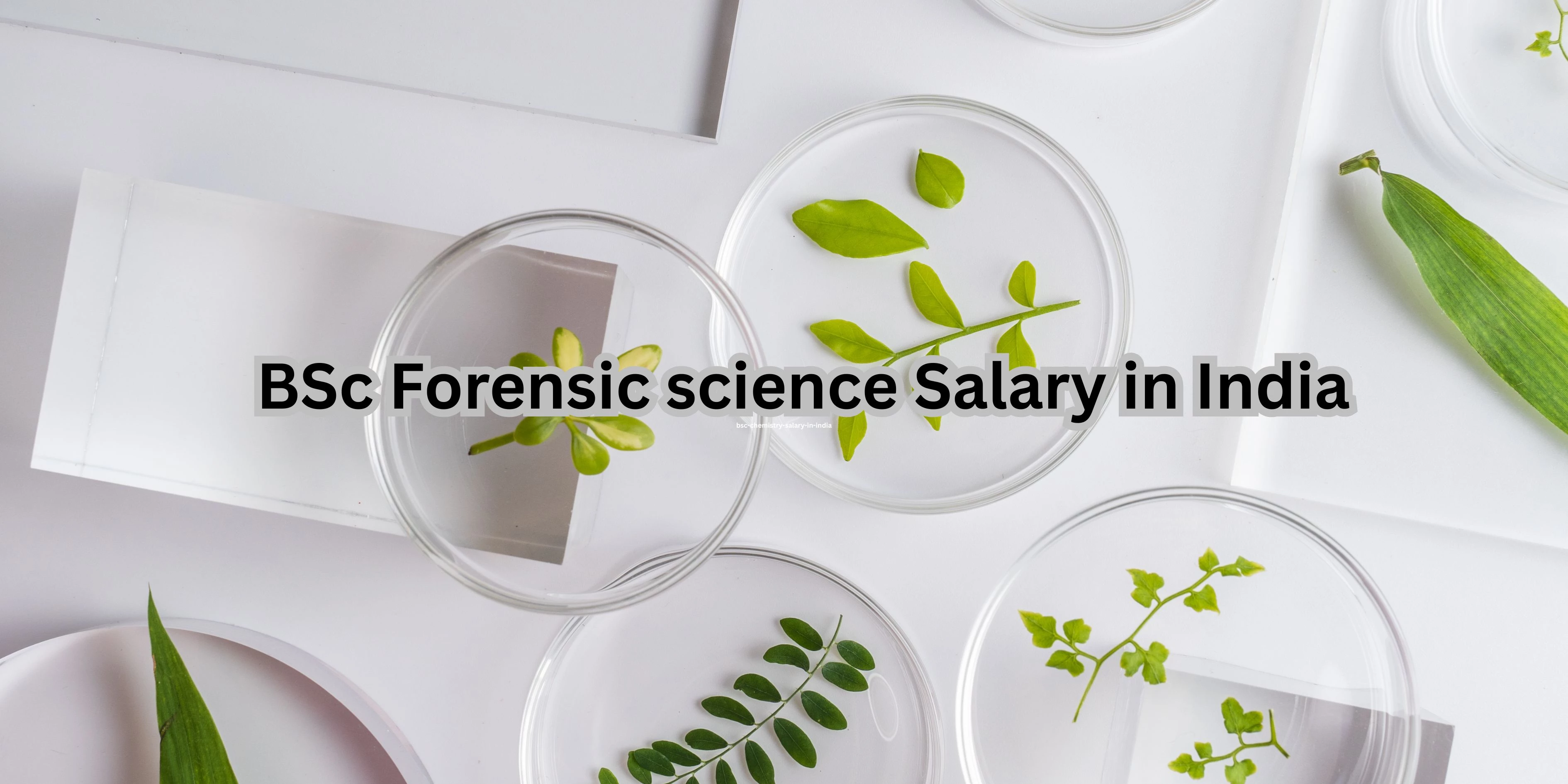 BSc Forensic Science Salary in India