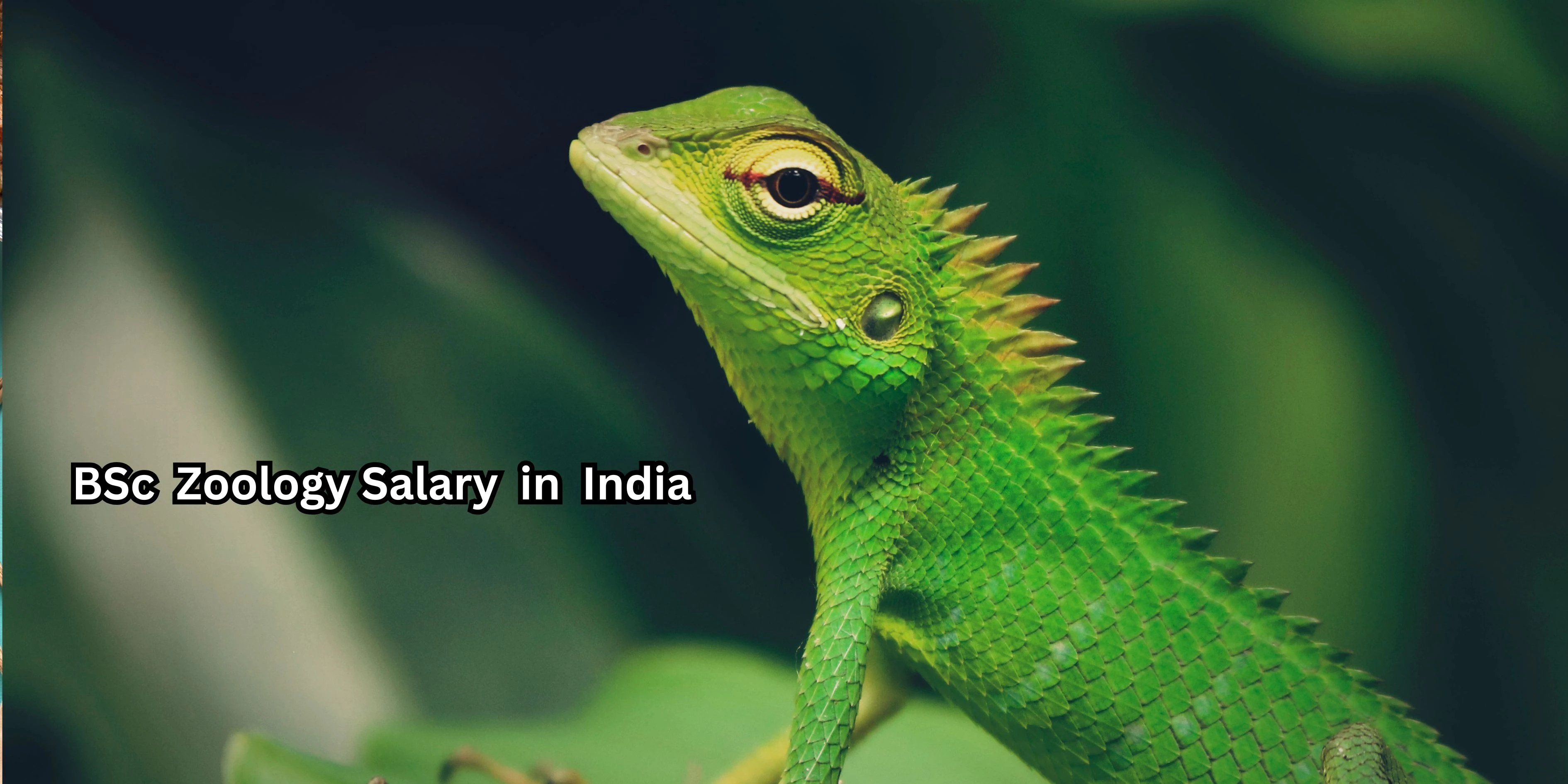 BSc Zoology Salary in India